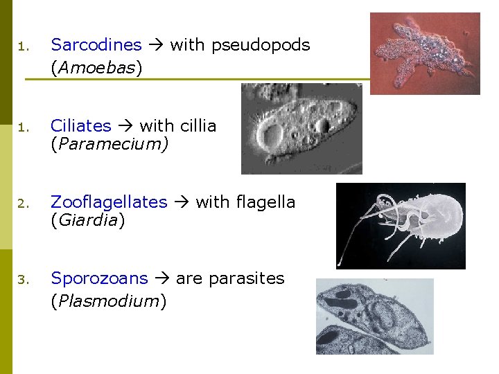 UNIT 6 PROTISTA Protists p Protists are microscopic
