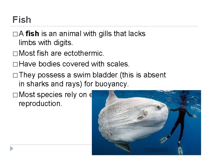 Kingdom Animal Invertebrates and Vertebrates Phylum Porifera Sponges