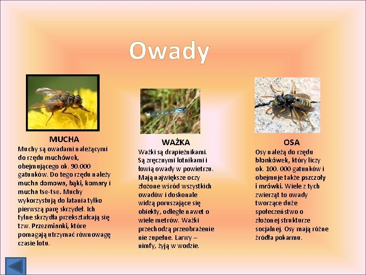 Miczaki Robaki Stawonogi Owady Gady Zwierzta dziel si