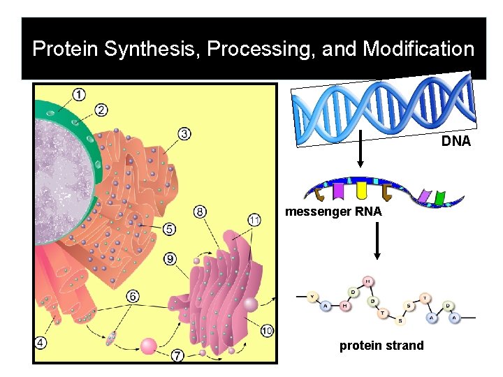 BIOLOGY CST Review Power Point Day 1 Standards