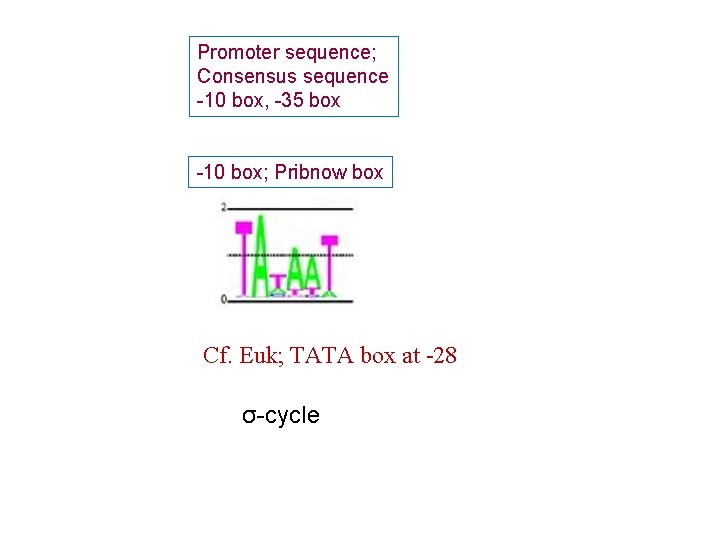Chapter 6 The mechanism of transcription in bacteria