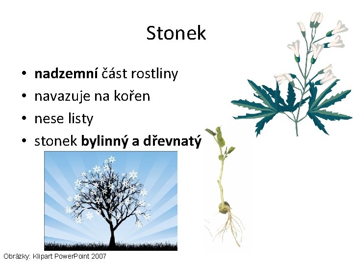 Stonek Stavba rostlinnho tla vypracovala Mgr Monika trejbarov