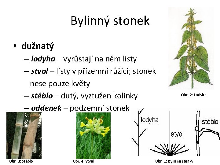 Stonek Stavba rostlinnho tla vypracovala Mgr Monika trejbarov