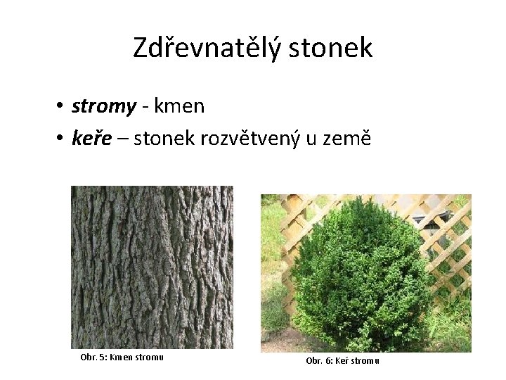 Stonek Stavba rostlinnho tla vypracovala Mgr Monika trejbarov