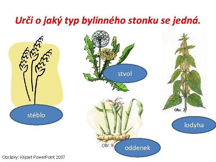 Stonek Stavba rostlinnho tla vypracovala Mgr Monika trejbarov