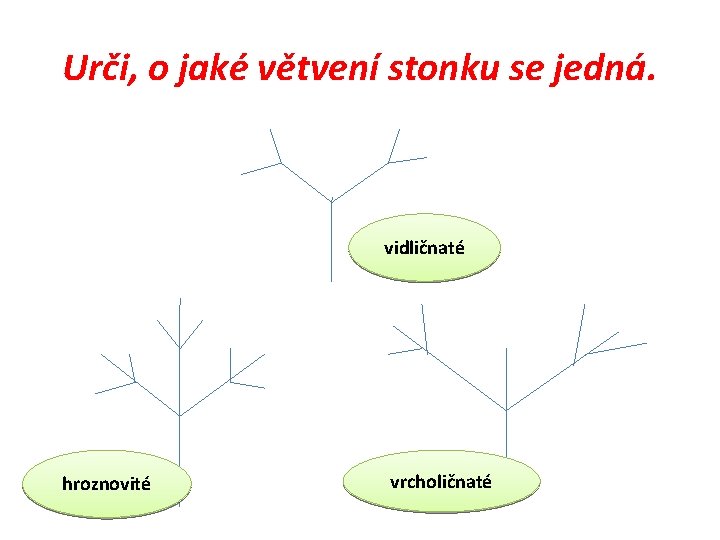 Stonek Stavba rostlinnho tla vypracovala Mgr Monika trejbarov