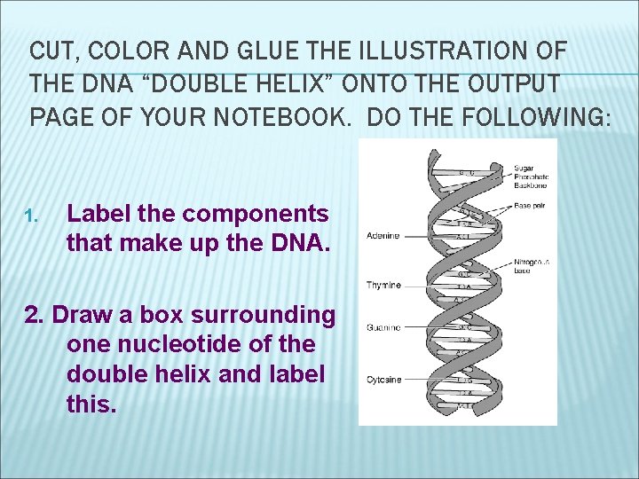 The Structure of DNA 1 CUT COLOR AND