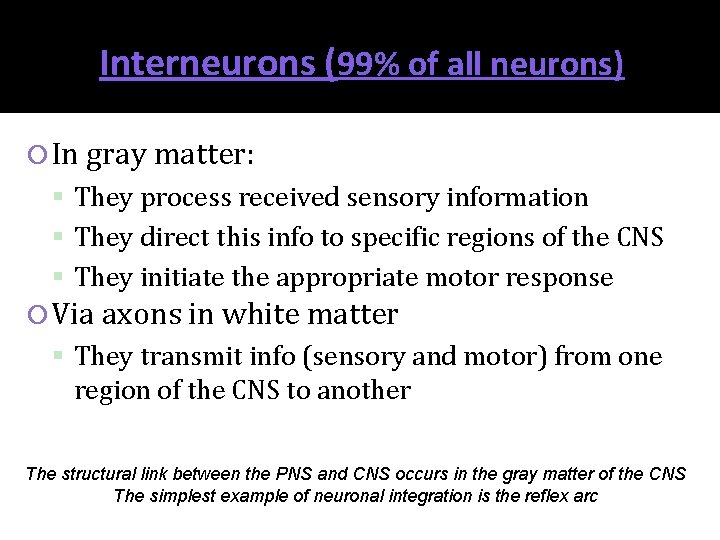 Fundamentals of the Nervous System Part 2 REVIEW