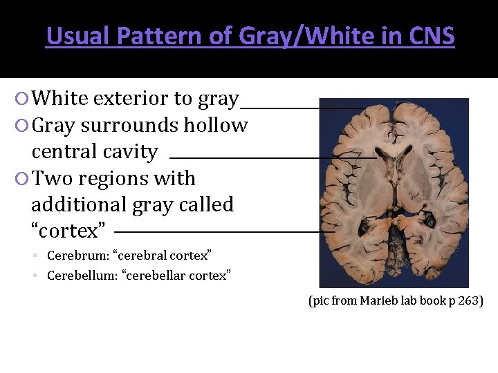 Fundamentals of the Nervous System Part 2 REVIEW