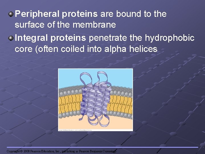 Chapter 7 Membrane Structure and Function Overview Life