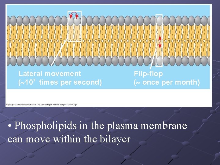 Chapter 7 Membrane Structure and Function Overview Life