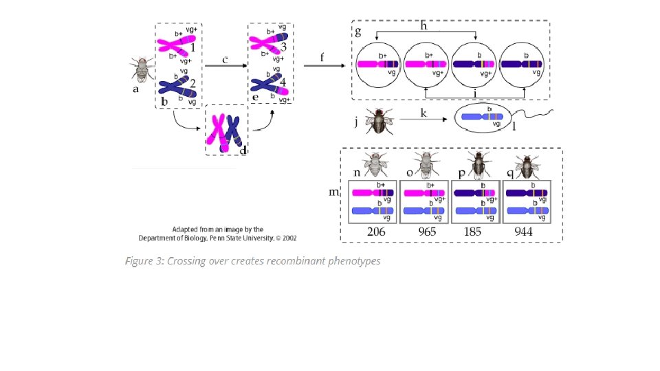 Linked genes Recombination and Chromosome Mapping Chromosome Map