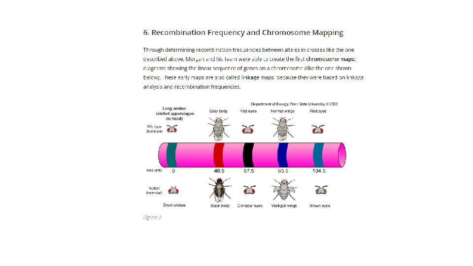Linked genes Recombination and Chromosome Mapping Chromosome Map