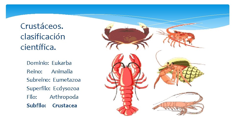 Phylum Arthropoda Subphylum Crustceo Los Artrpodos Clasificacin Cientfica