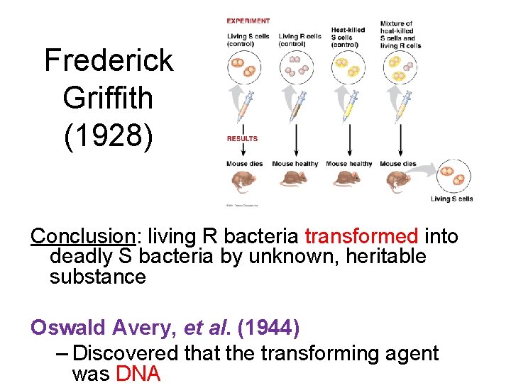 Frederick Griffith 1928 Conclusion living R bacteria transformed