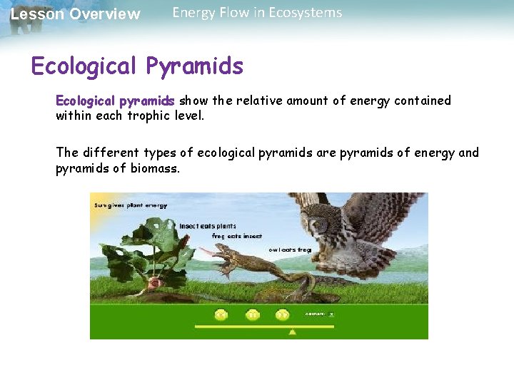 Lesson Overview Energy Flow in Ecosystems Define primary