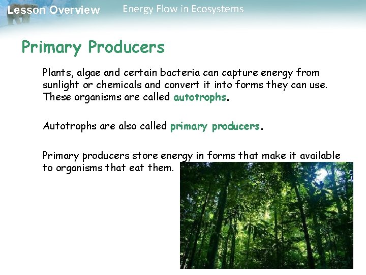 Lesson Overview Energy Flow in Ecosystems Define primary