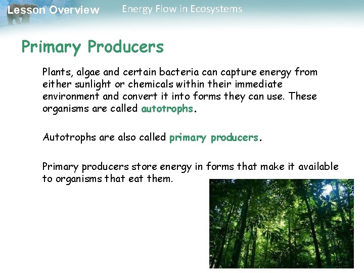 Lesson Overview Energy Flow in Ecosystems Define primary