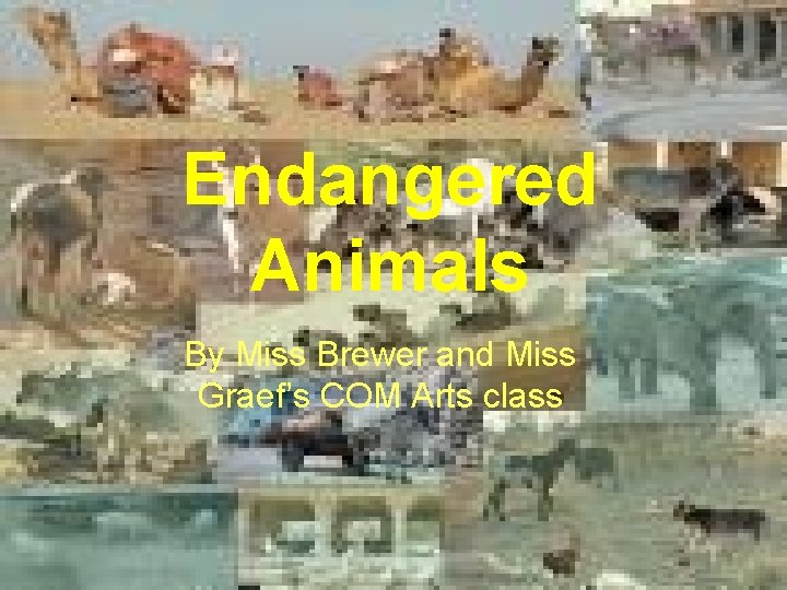 Endangered Animals By Miss Brewer and Miss By