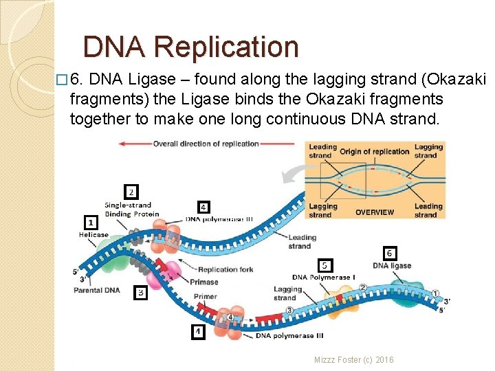 Warm Up What is DNA replication Why do