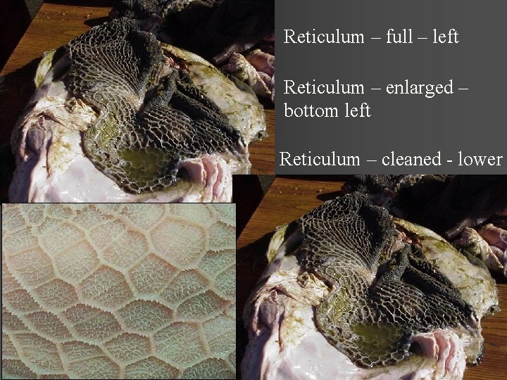 A Reticulum Tough honeycomb like structure puncture resistant