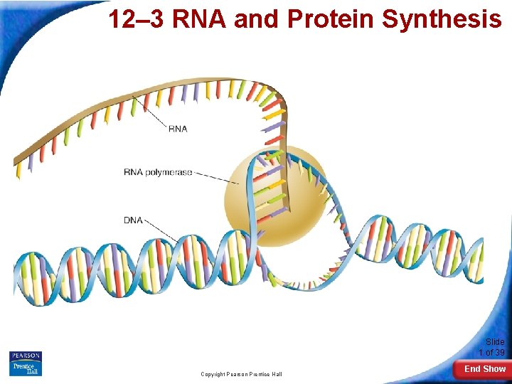 12 3 RNA and Protein Synthesis 12 3