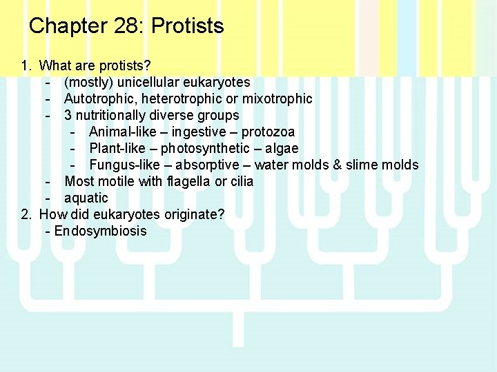 Chapter 28 Protists 1 What are protists mostly