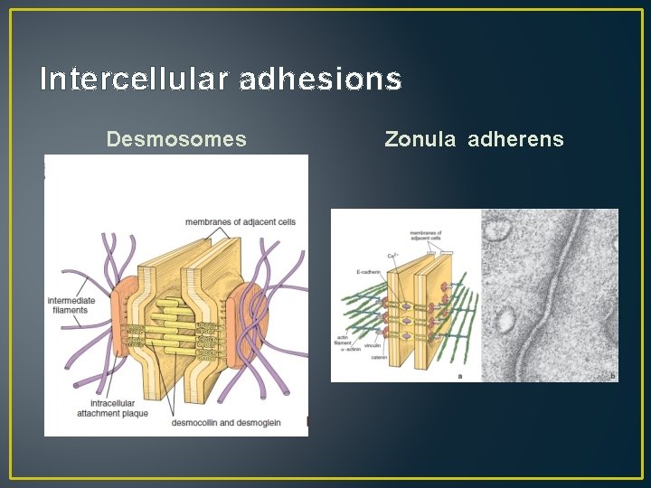 Cell architecture structure and functions of cytoskeletal framework