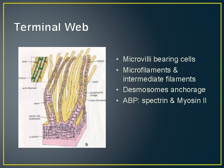 Cell architecture structure and functions of cytoskeletal framework