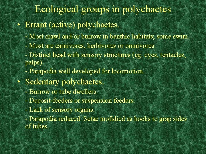 Morphology of Nereids Worms Phylum Annelida Segmented worms