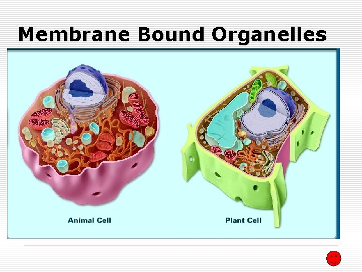 MEMBRANEBOUND ORGANELLES Nucleus qsurrounded by a double membrane