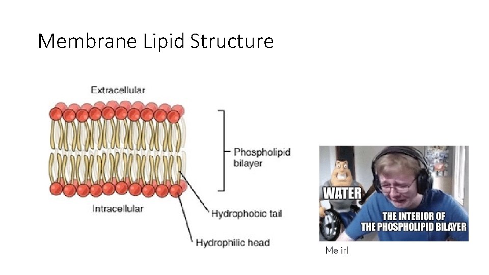 Cell Transport Notes Cell Membrane regulates what enters