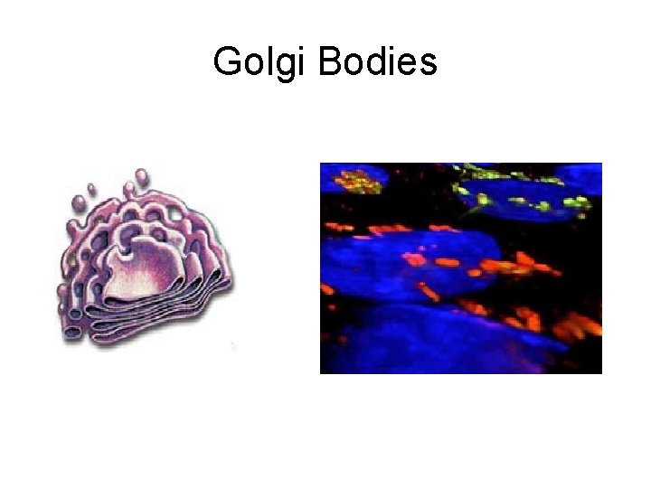 4 B Typical Parts of Cells 1 Basic