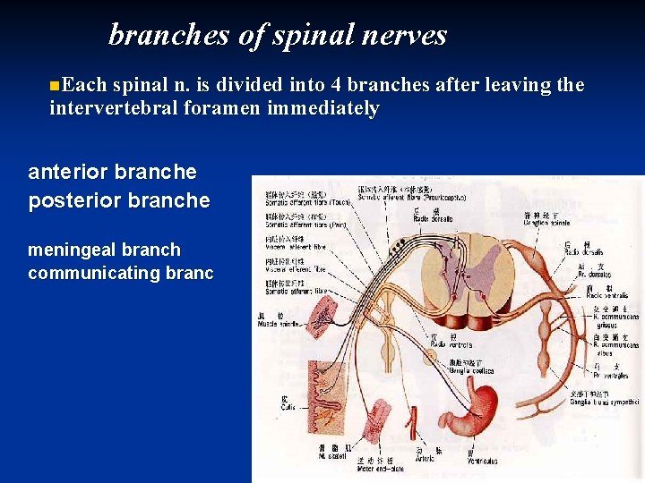 Nervous system SHANDONG UNIVERSITY Liu Zhiyu Divisions of