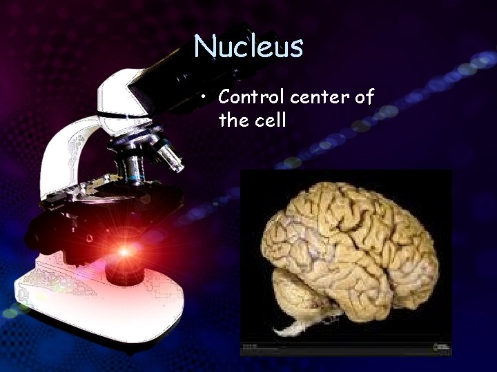 Cells Structures and Functions Vocabulary Words Nucleus Nucleolus