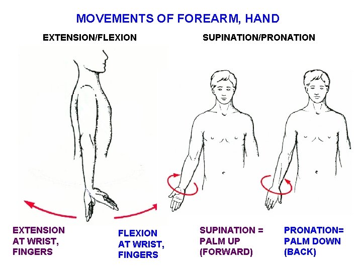 REVIEW OF ANATOMY UNDERLYING CARPAL TUNNEL SYNDROME CARPAL