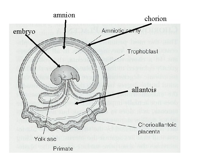 Reproduction The Mammalian Strategy Relatively few intrauterine young