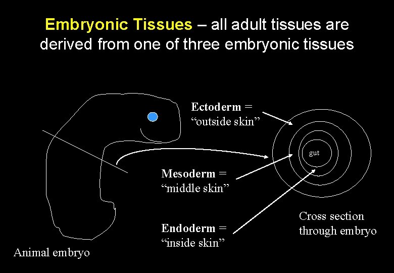 The Animal Body Introduction to Structure and Function