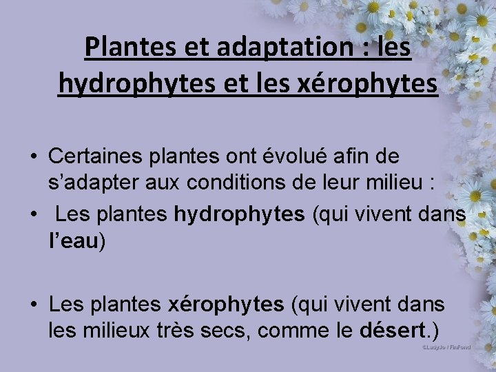 Plantes et adaptation les hydrophytes et les xrophytes