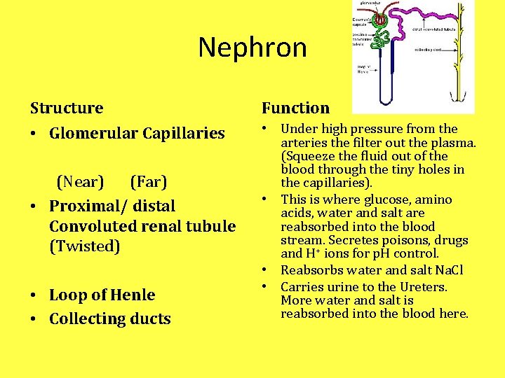 Excretory system Points to ponder about pee Or