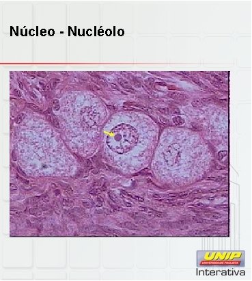 Unidade II BIOLOGIA HISTOLOGIA E EMBRIOLOGIA Profa Eleonora