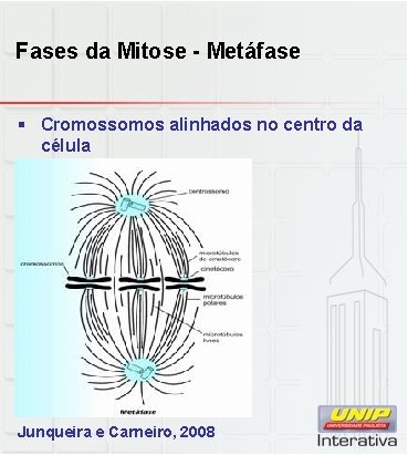 Unidade II BIOLOGIA HISTOLOGIA E EMBRIOLOGIA Profa Eleonora