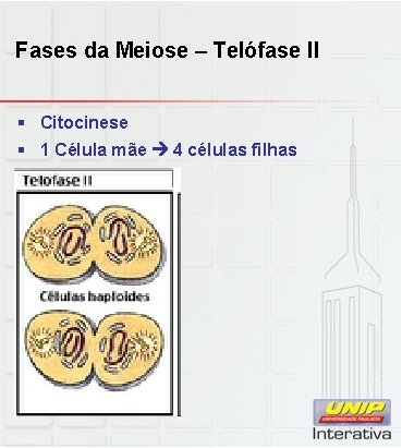Unidade II BIOLOGIA HISTOLOGIA E EMBRIOLOGIA Profa Eleonora