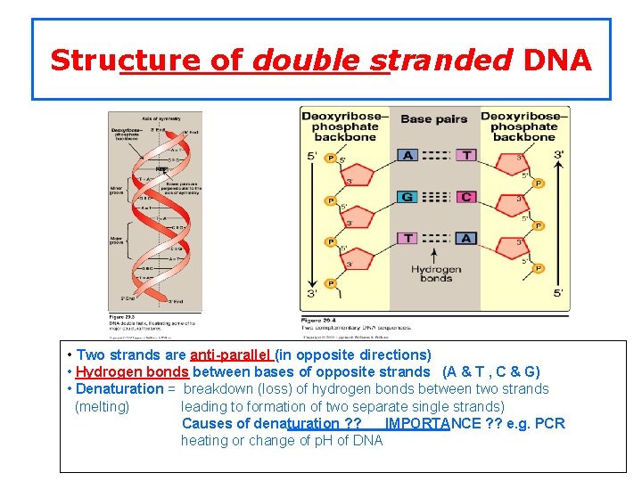 Introduction to Molecular Biology MOLECULAR BIOLOGY 1 Nucleotides
