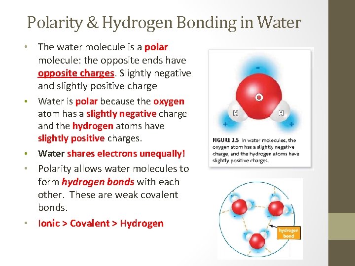Life depends on hydrogen bonds in water Water