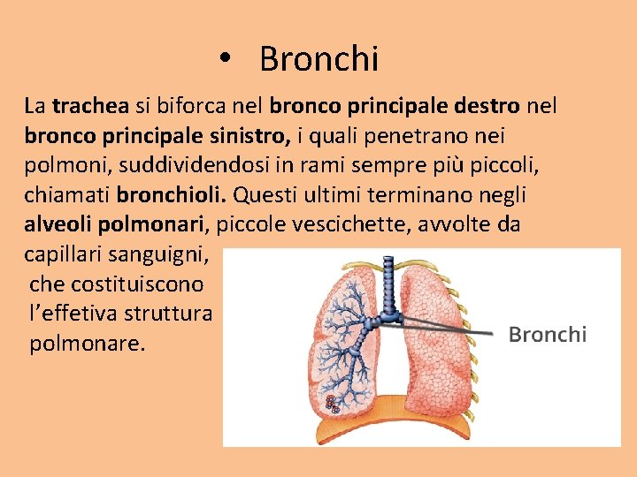 APPARATO RESPIRATORIO ARIA Aria Inspirata Azoto Ossigeno Altri