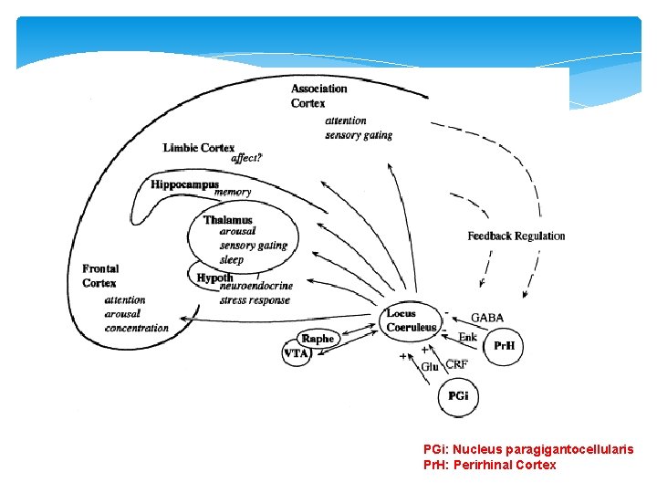 Brain Neurotransmitters Chemical substances released by electrical impulses