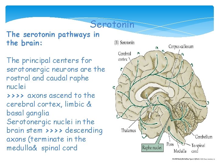 Brain Neurotransmitters Chemical substances released by electrical impulses