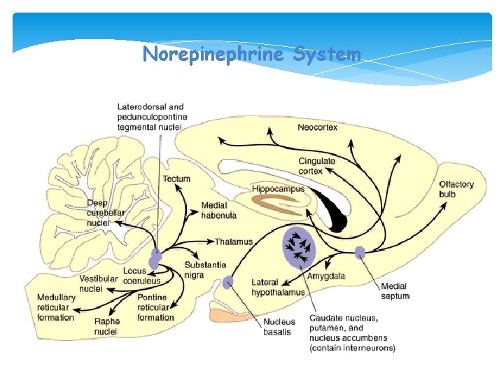 Brain Neurotransmitters Chemical substances released by electrical impulses