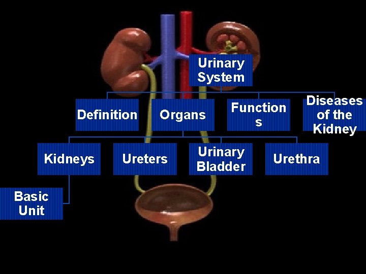 Urinary System By Franco Mara Jimnez Iveth Lamboglia